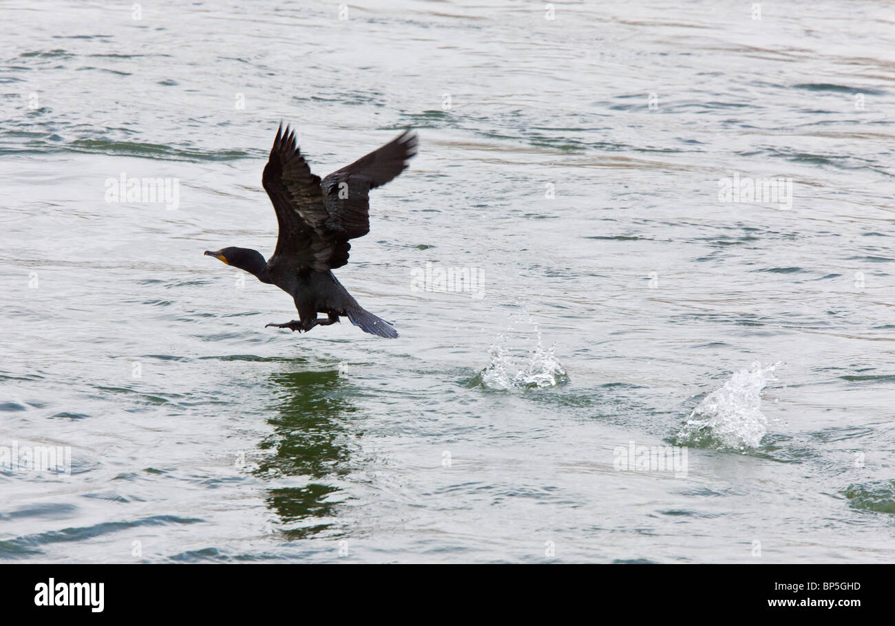 Cormorant in Flight water river Canada Stock Photo - Alamy
