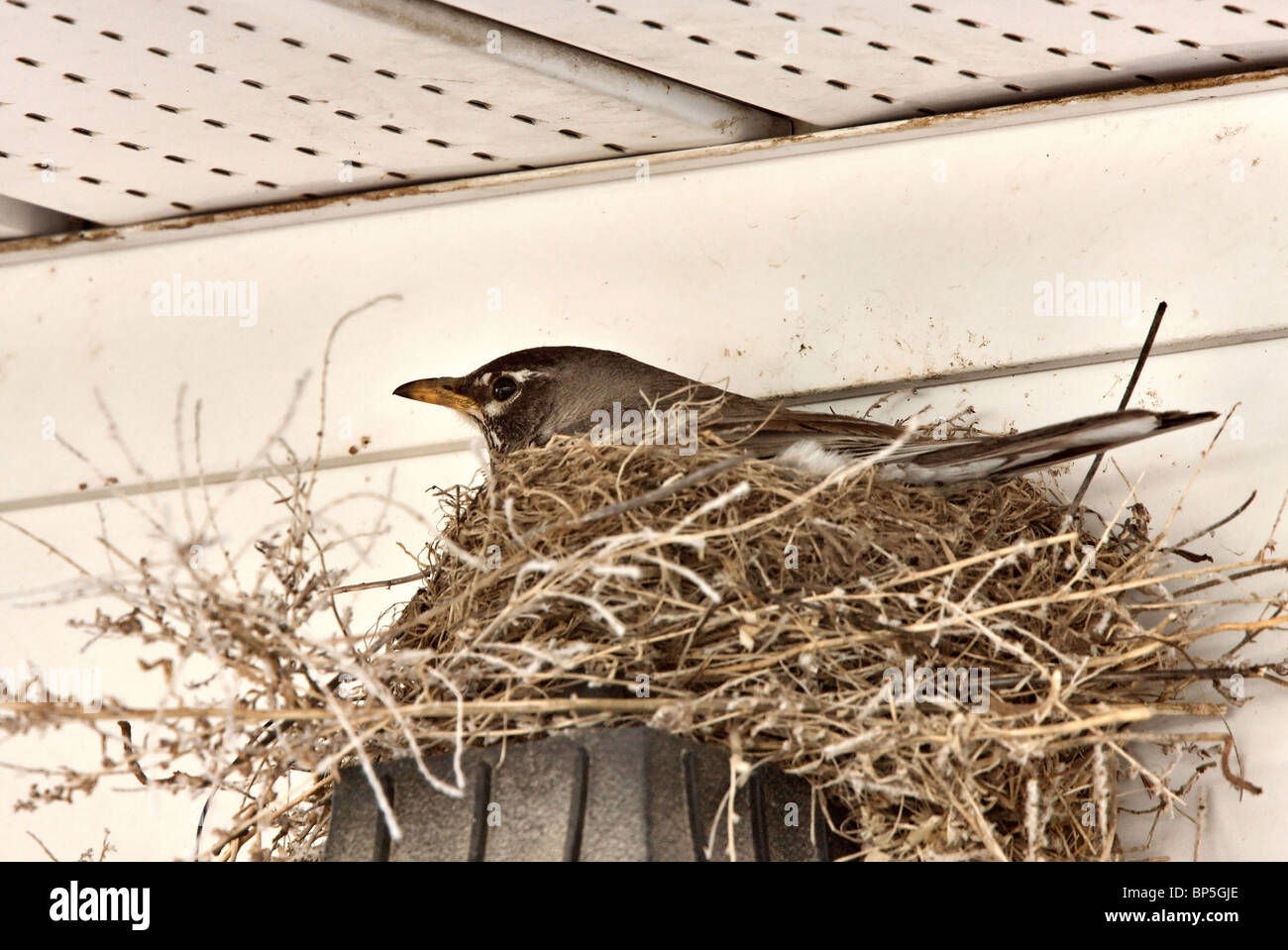 Robin in nest under overhang Stock Photo - Alamy