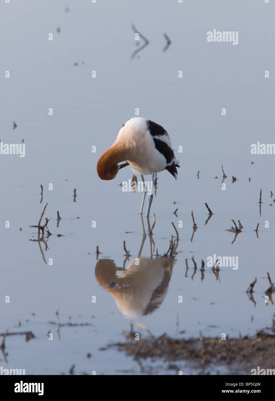 American pied avocet hi-res stock photography and images - Alamy