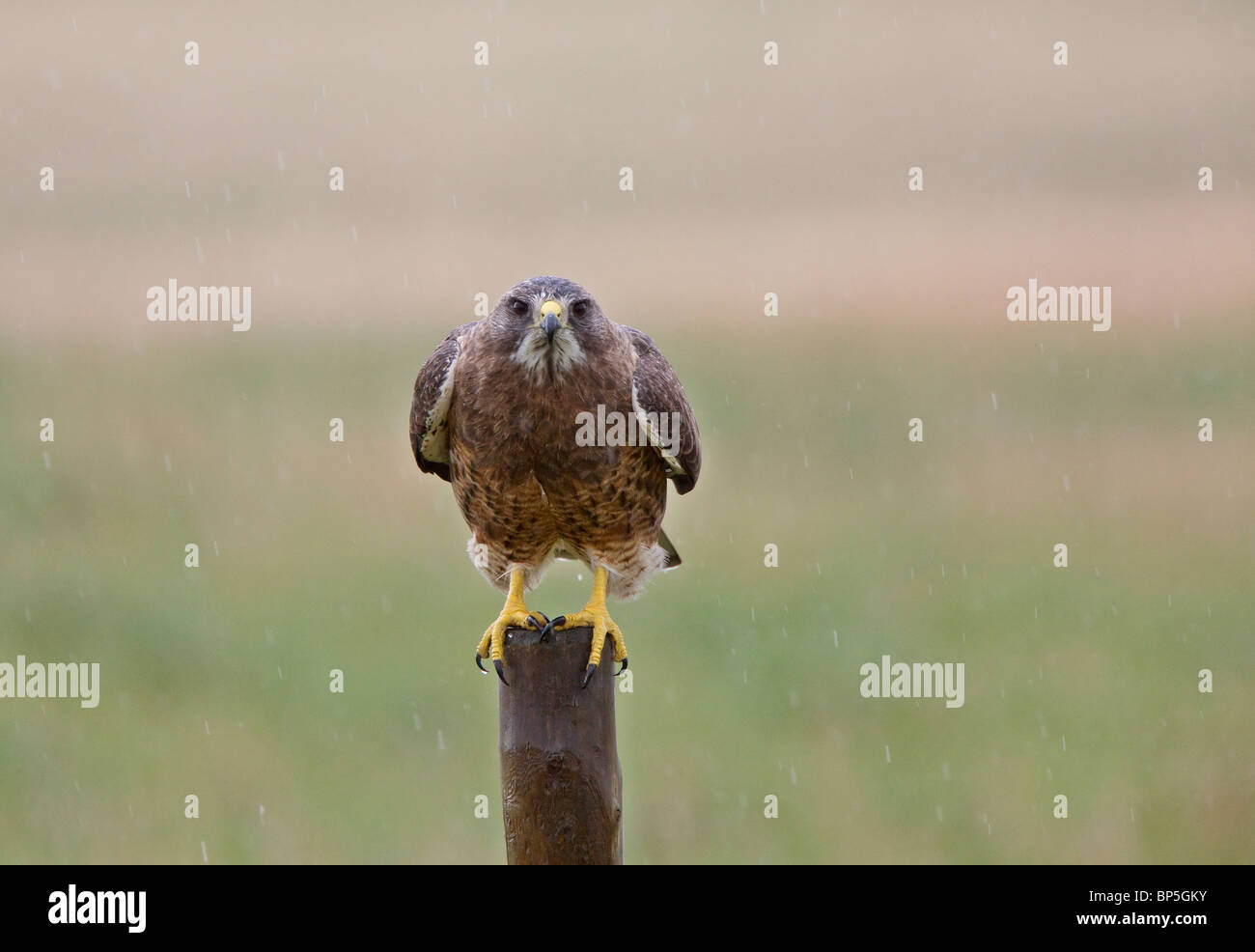 Swainson Hawk on post Saskatchewan Canada Stock Photo - Alamy