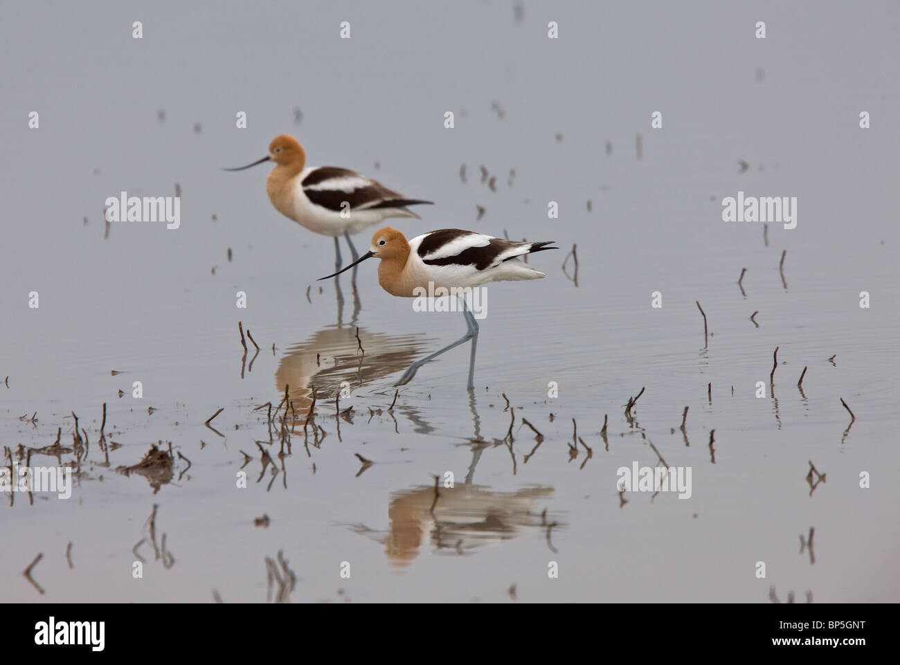 American Avocet in Water reflection Canada Stock Photo - Alamy