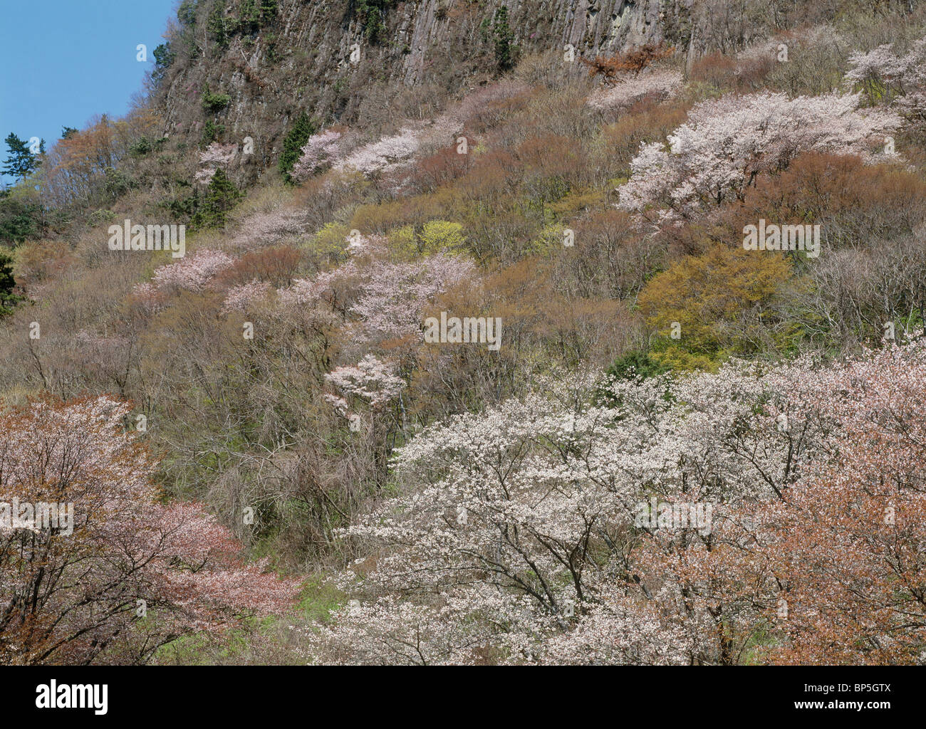 Uda image hi-res stock photography and images - Alamy