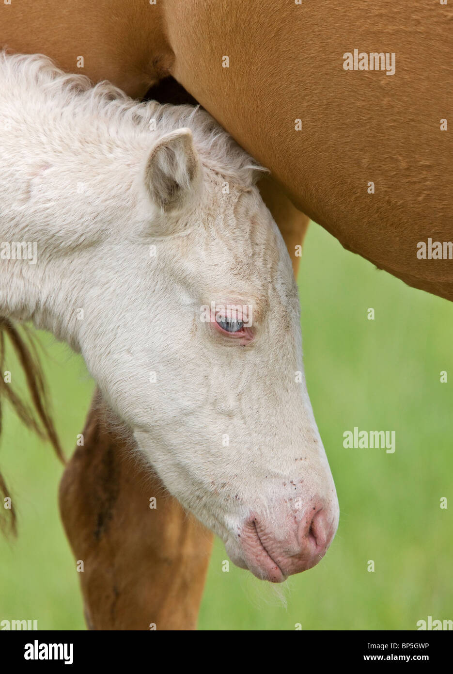 Albino stallion hi-res stock photography and images - Alamy