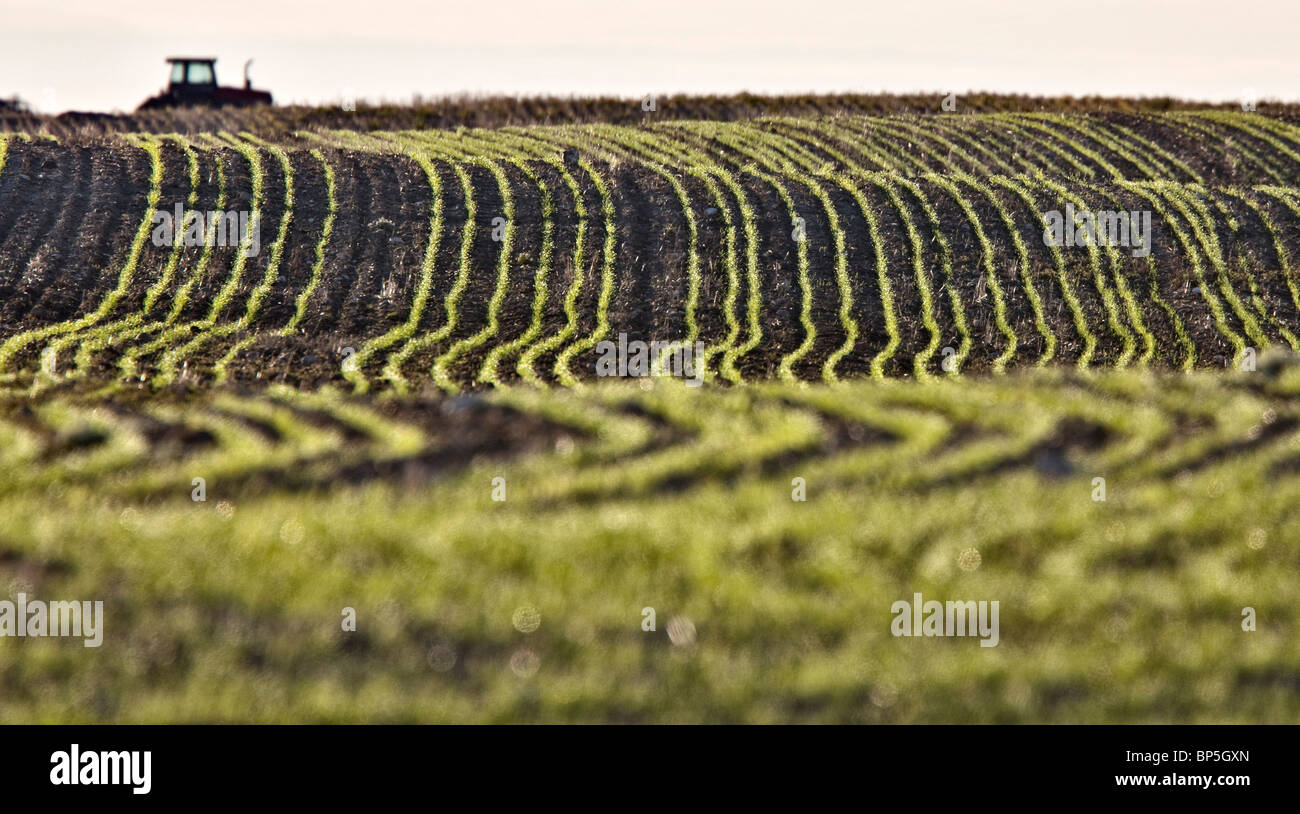 Farming Rows seeds planted Canada Stock Photo - Alamy