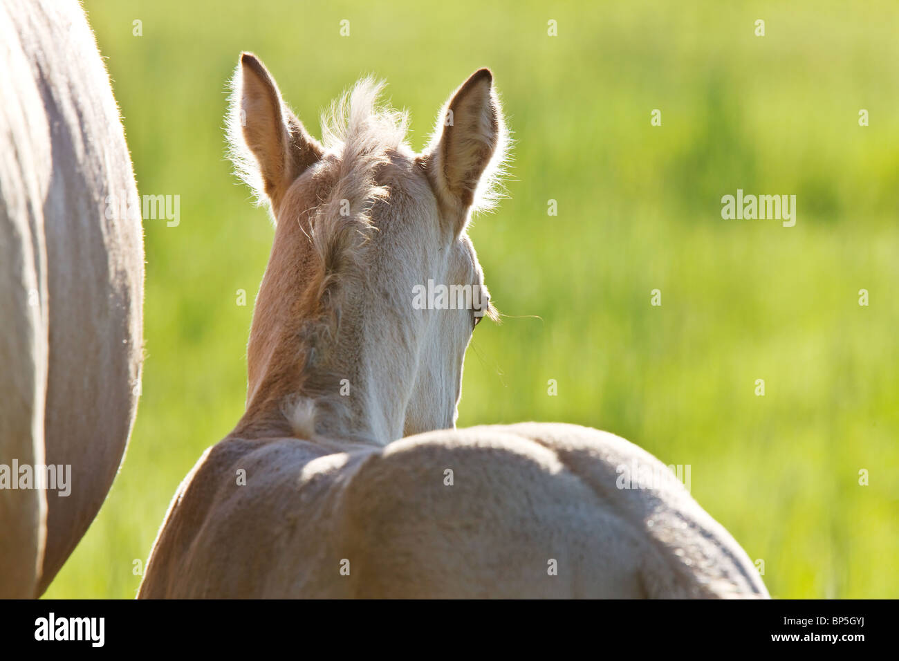 Colt and mother hi-res stock photography and images - Alamy