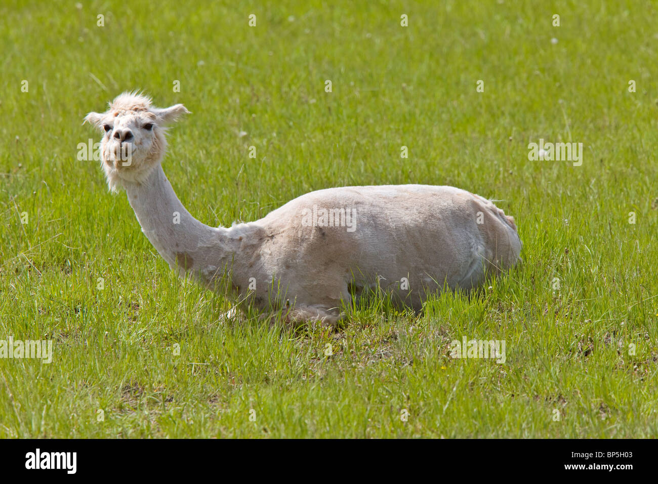 Sheared llama hi-res stock photography and images - Alamy