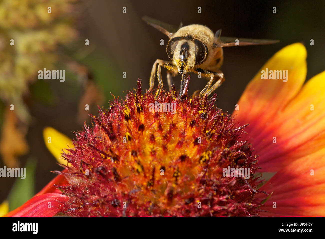 Colorful bee hi-res stock photography and images - Alamy