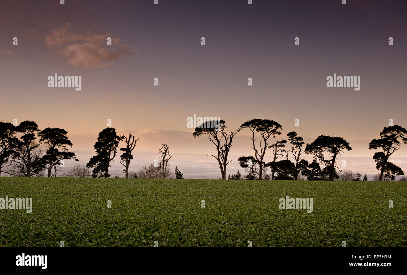 WINTER LANDSCAPE WITH TREES Stock Photo - Alamy