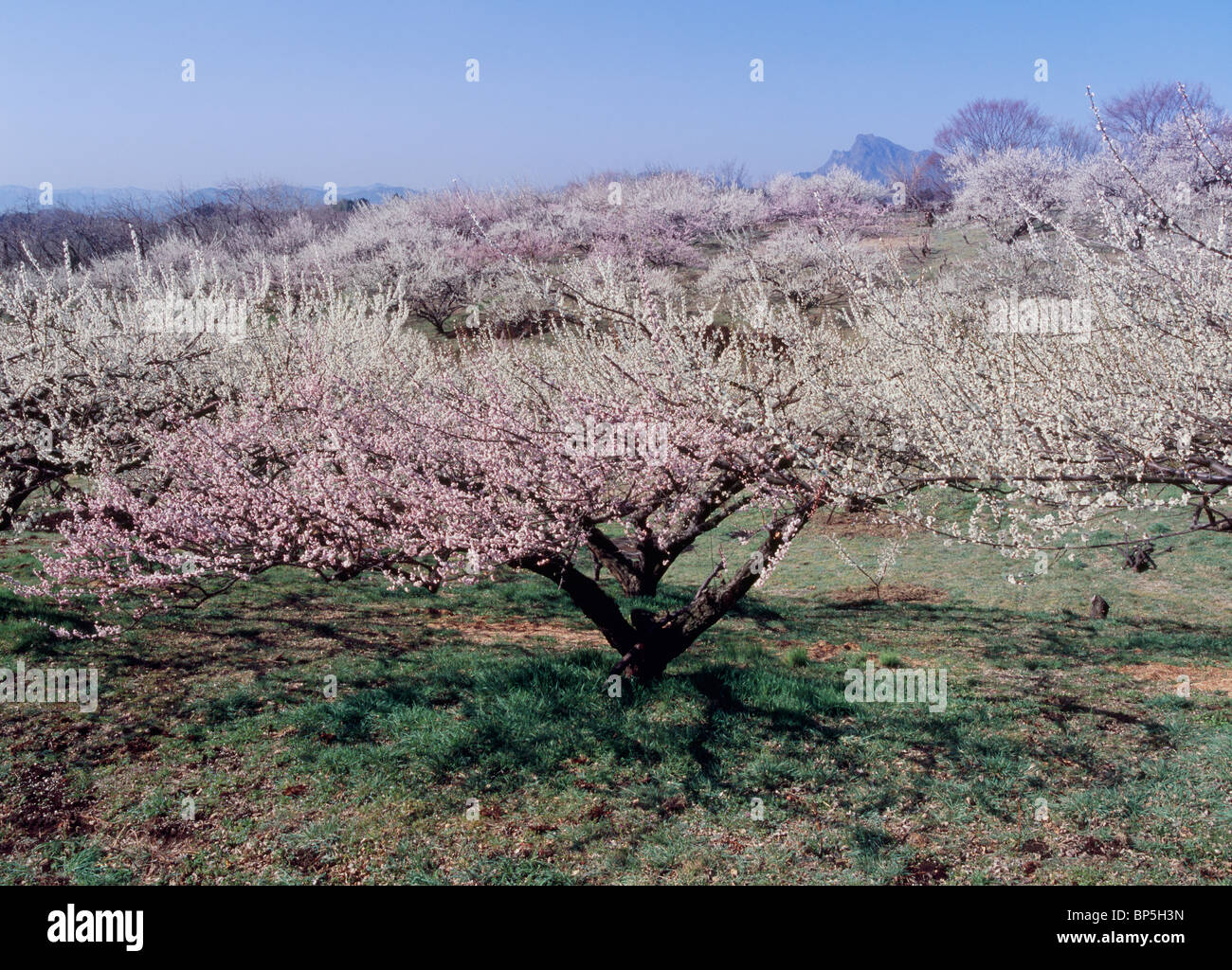 Akima Plum Orchard, Annaka, Gunma, Japan Stock Photo - Alamy
