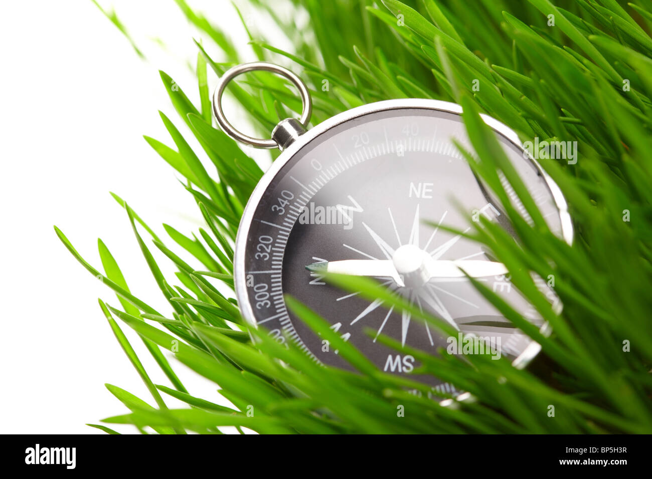 Compass plant Cut Out Stock Images & Pictures - Alamy