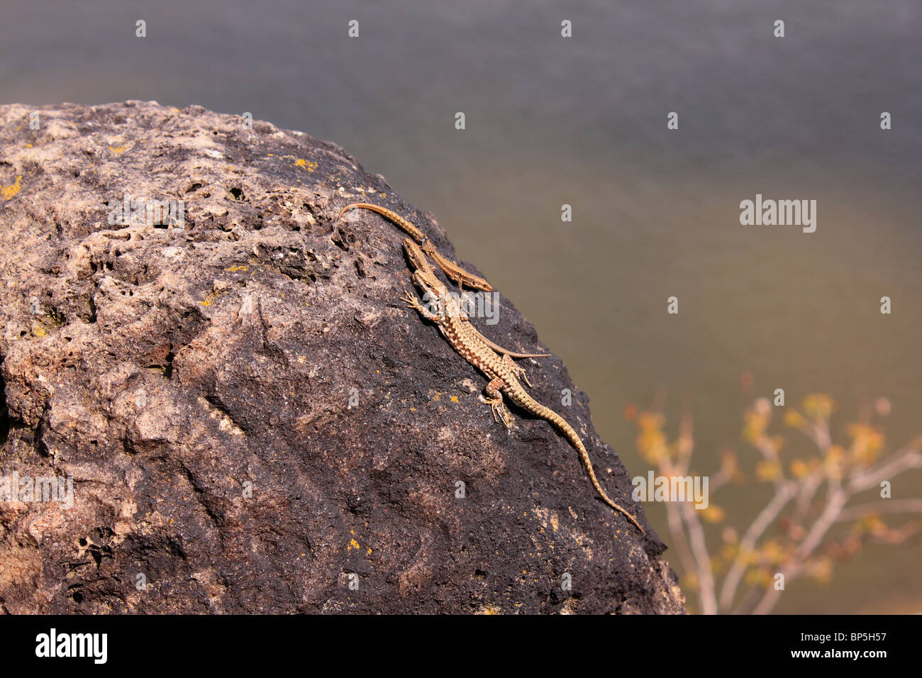 small lizards on stones Stock Photo - Alamy