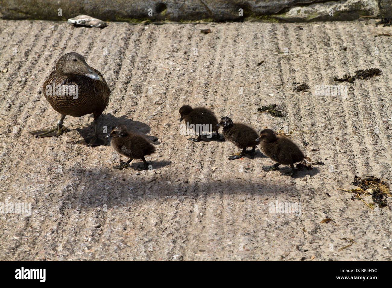 Common Eider, Somateria mollissima, female duck with cute baby ...
