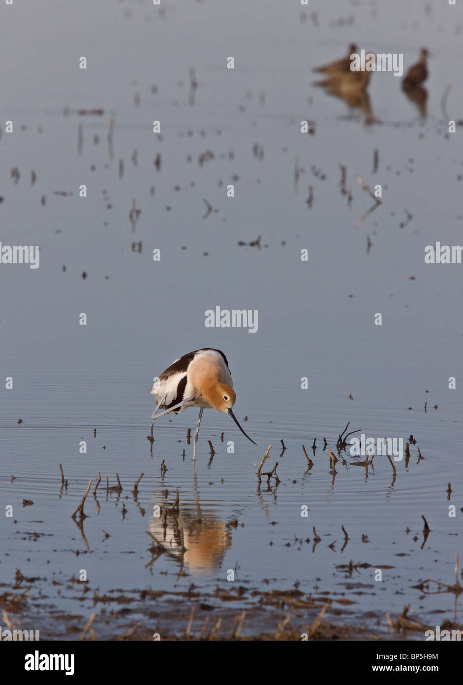 American pied avocet hi-res stock photography and images - Alamy