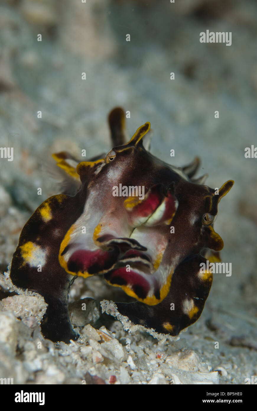 Flamboyant cuttlefish, Metasepia pfefferi, on reef around Seaventures ...