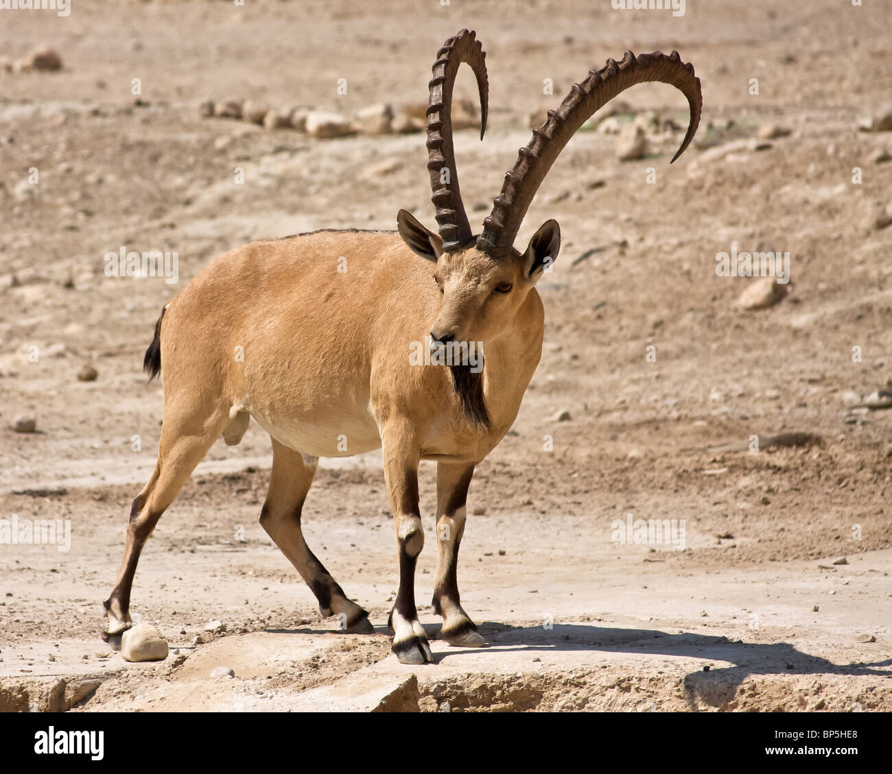 East male hi-res stock photography and images - Alamy
