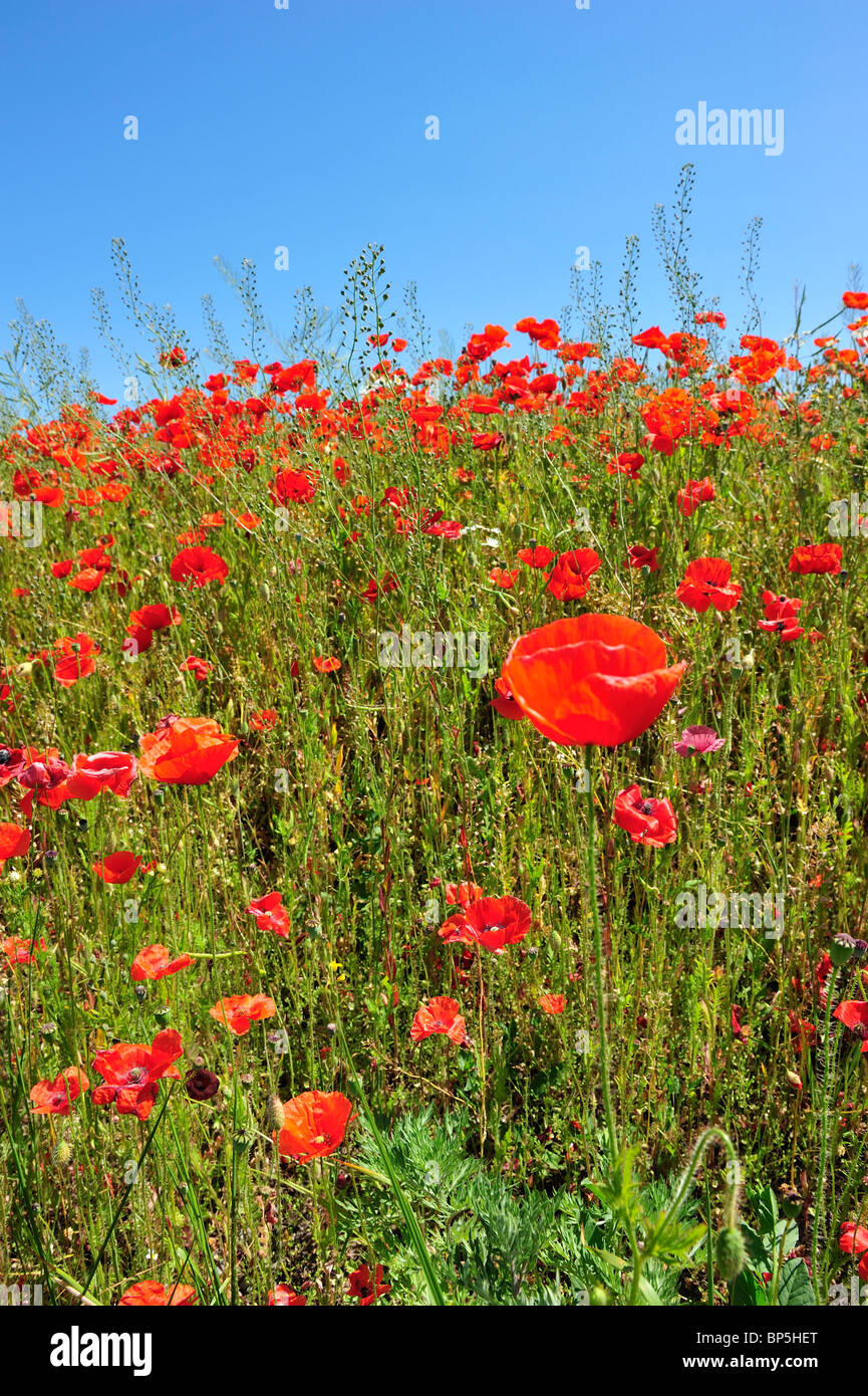 Strong poppy hi-res stock photography and images - Alamy