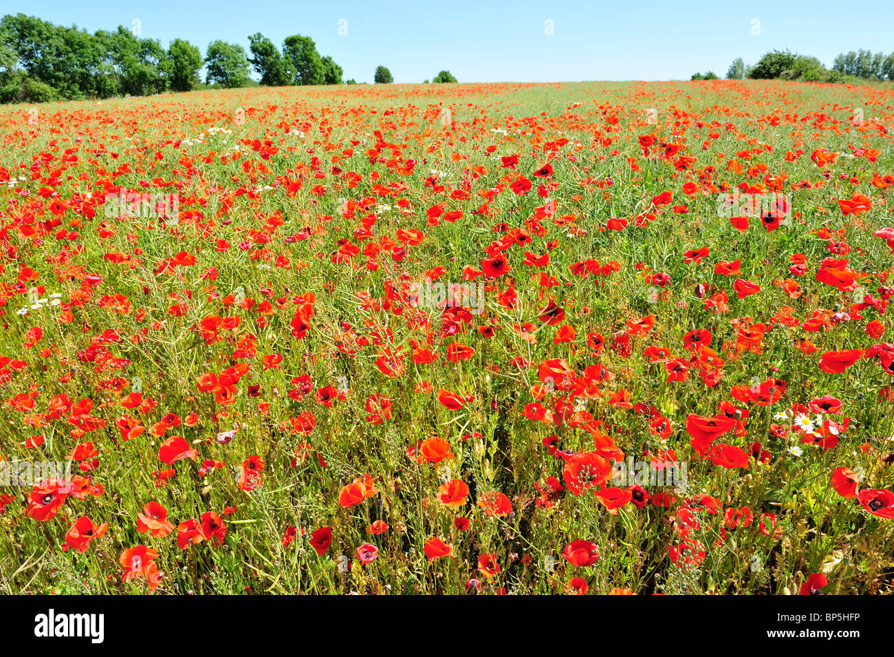 Poppys field hi-res stock photography and images - Alamy