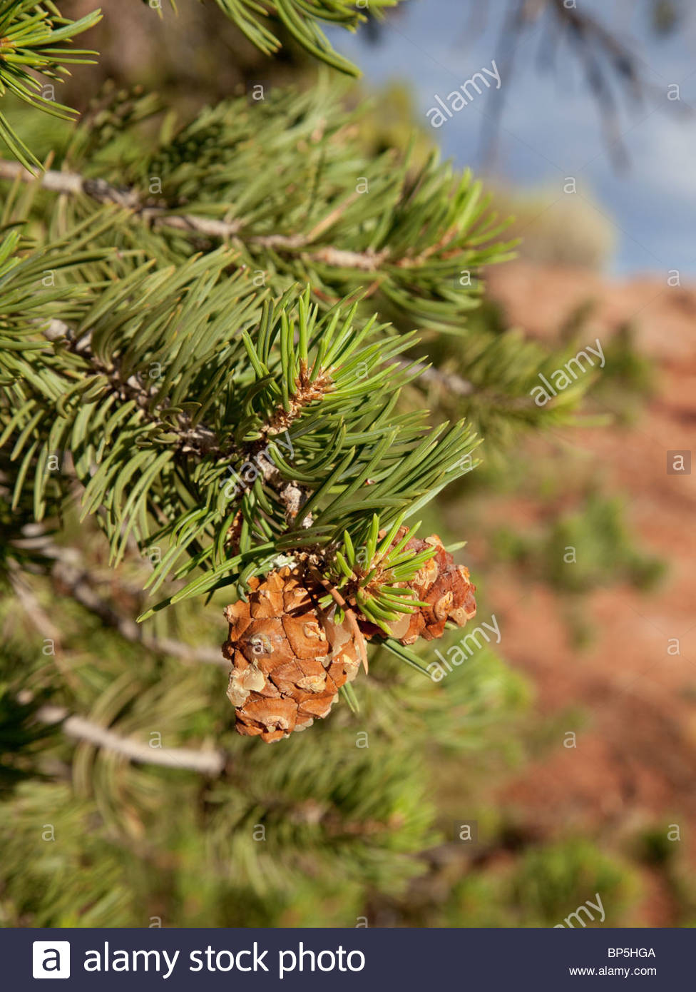 Pinyon Pine Cones High Resolution Stock Photography and Images - Alamy