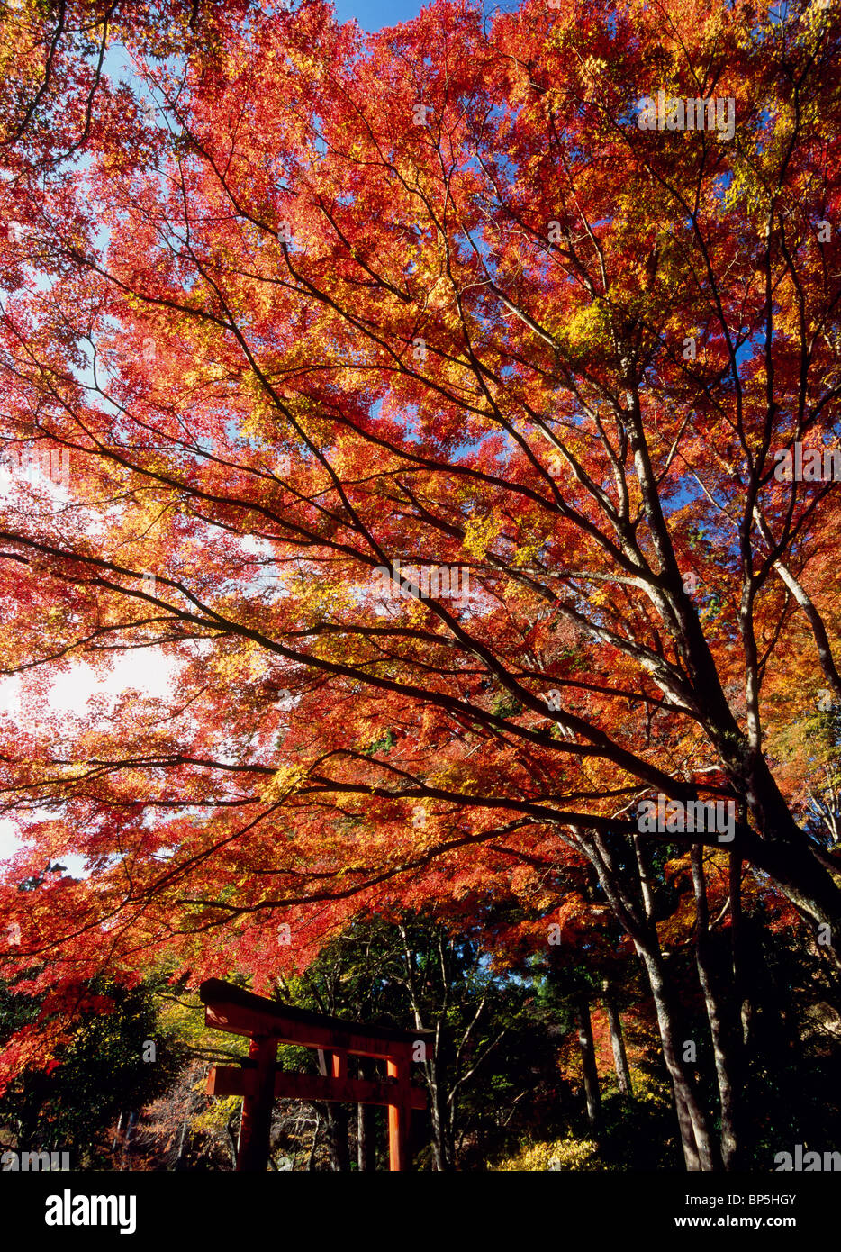 Uda image hi-res stock photography and images - Alamy