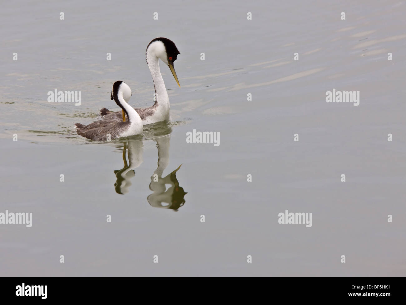 Western grebe mating hi-res stock photography and images - Alamy