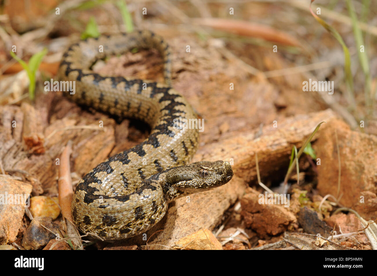 Baby viper snake hi-res stock photography and images - Alamy