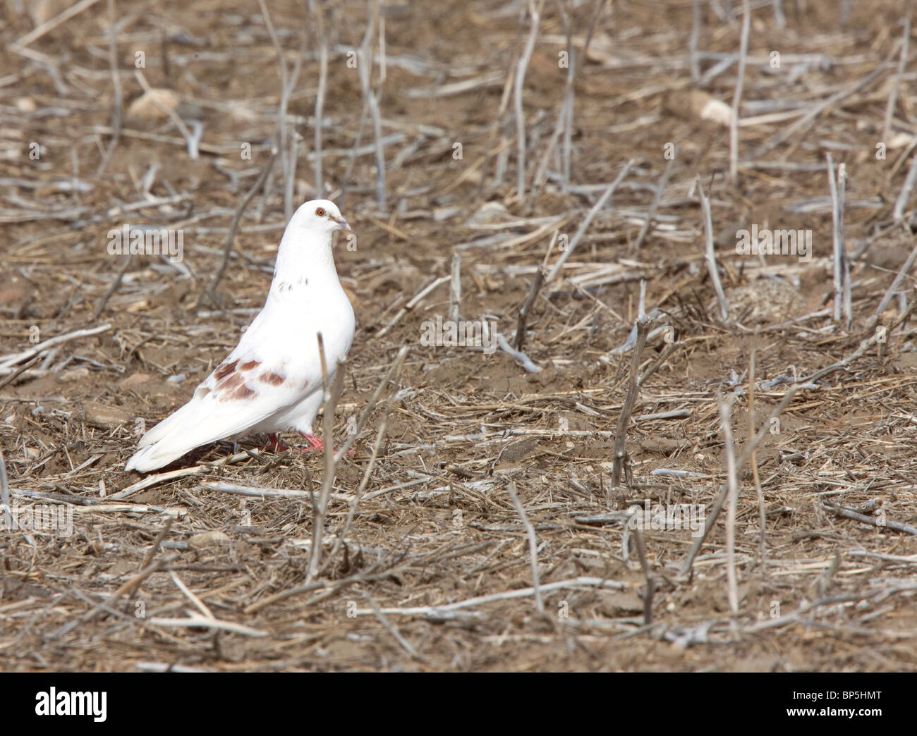 Pigeon connection hi-res stock photography and images - Alamy
