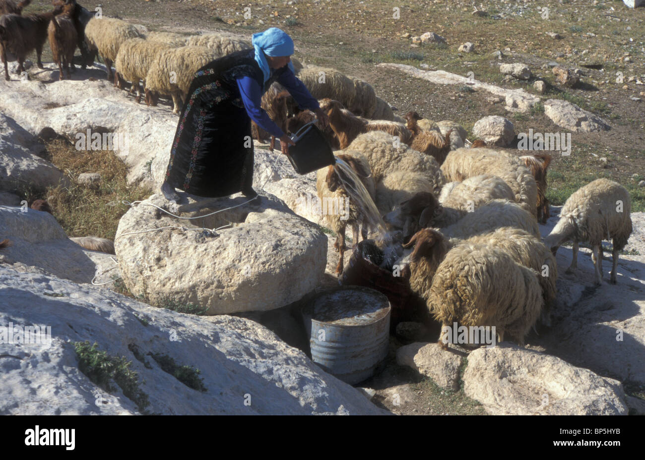3417. A BEDWI SHEPHERDESS WATERING SHEEP AND GOATS FROM A ROCK CARVED ...