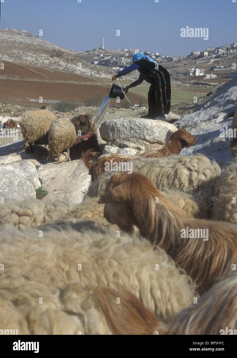 3417. A BEDWI SHEPHERDESS WATERING SHEEP AND GOATS FROM A ROCK CARVED ...