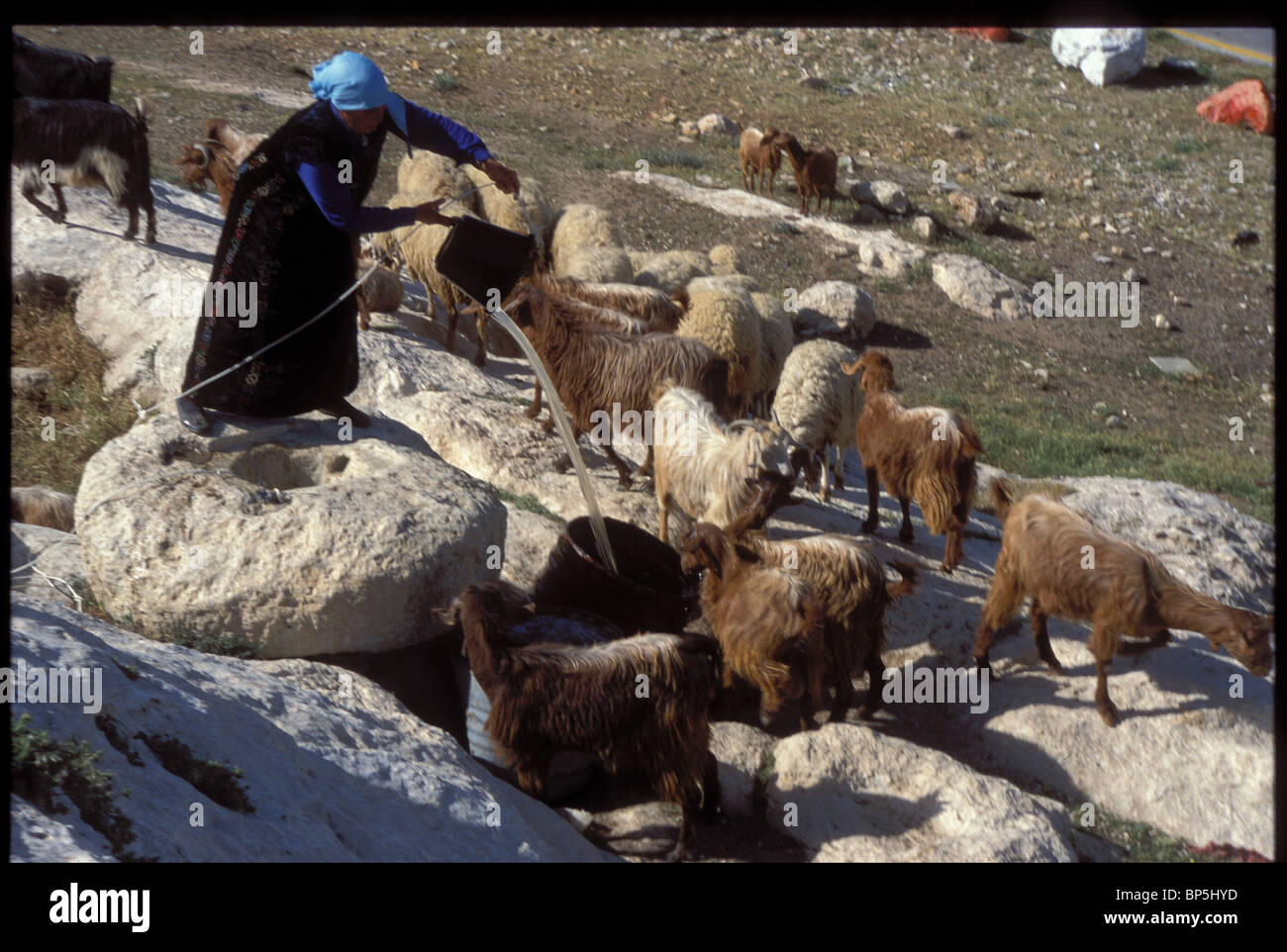 3417. A BEDWI SHEPHERDESS WATERING SHEEP AND GOATS FROM A ROCK CARVED ...
