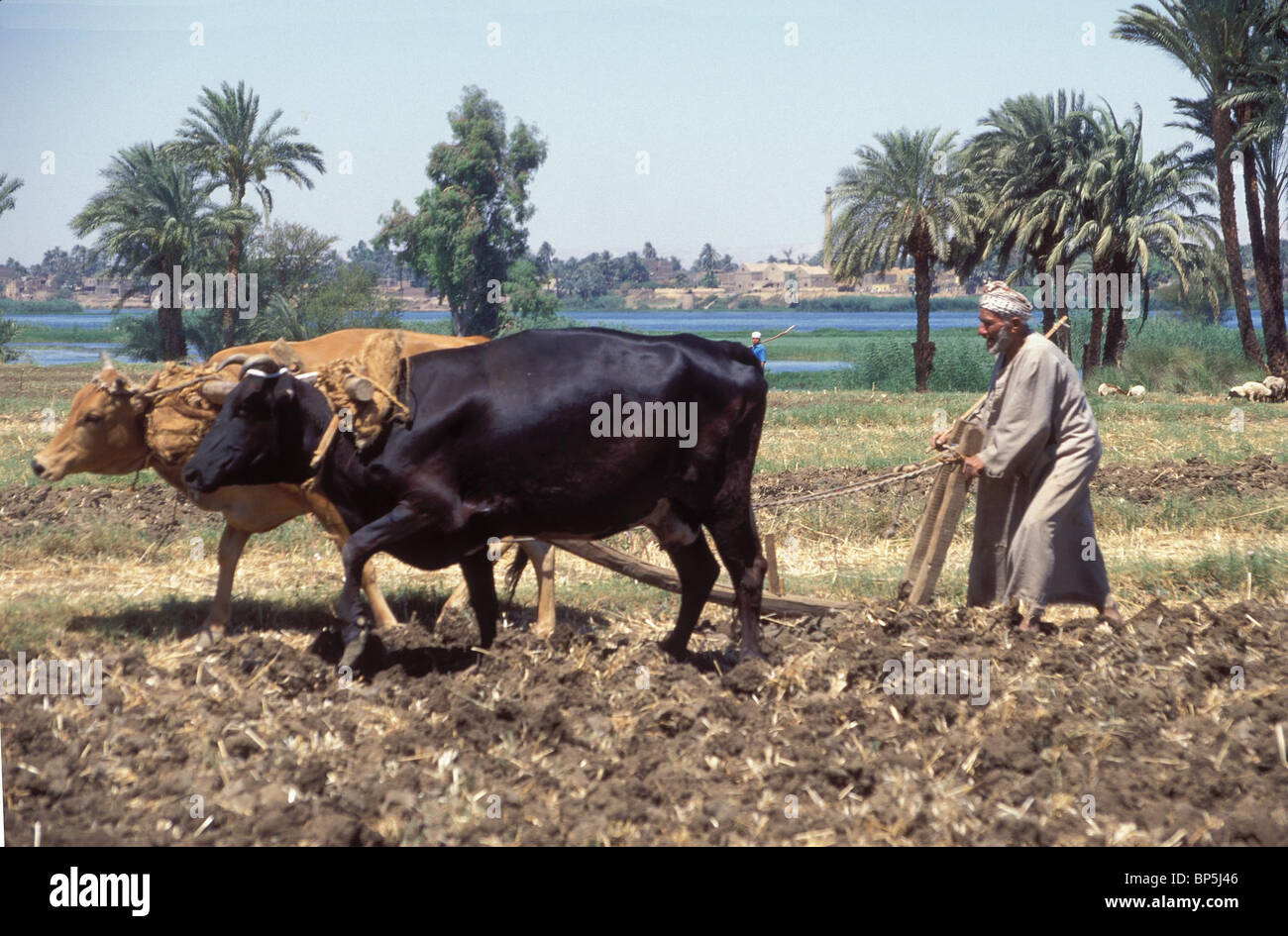 Pulled by a hi-res stock photography and images - Alamy