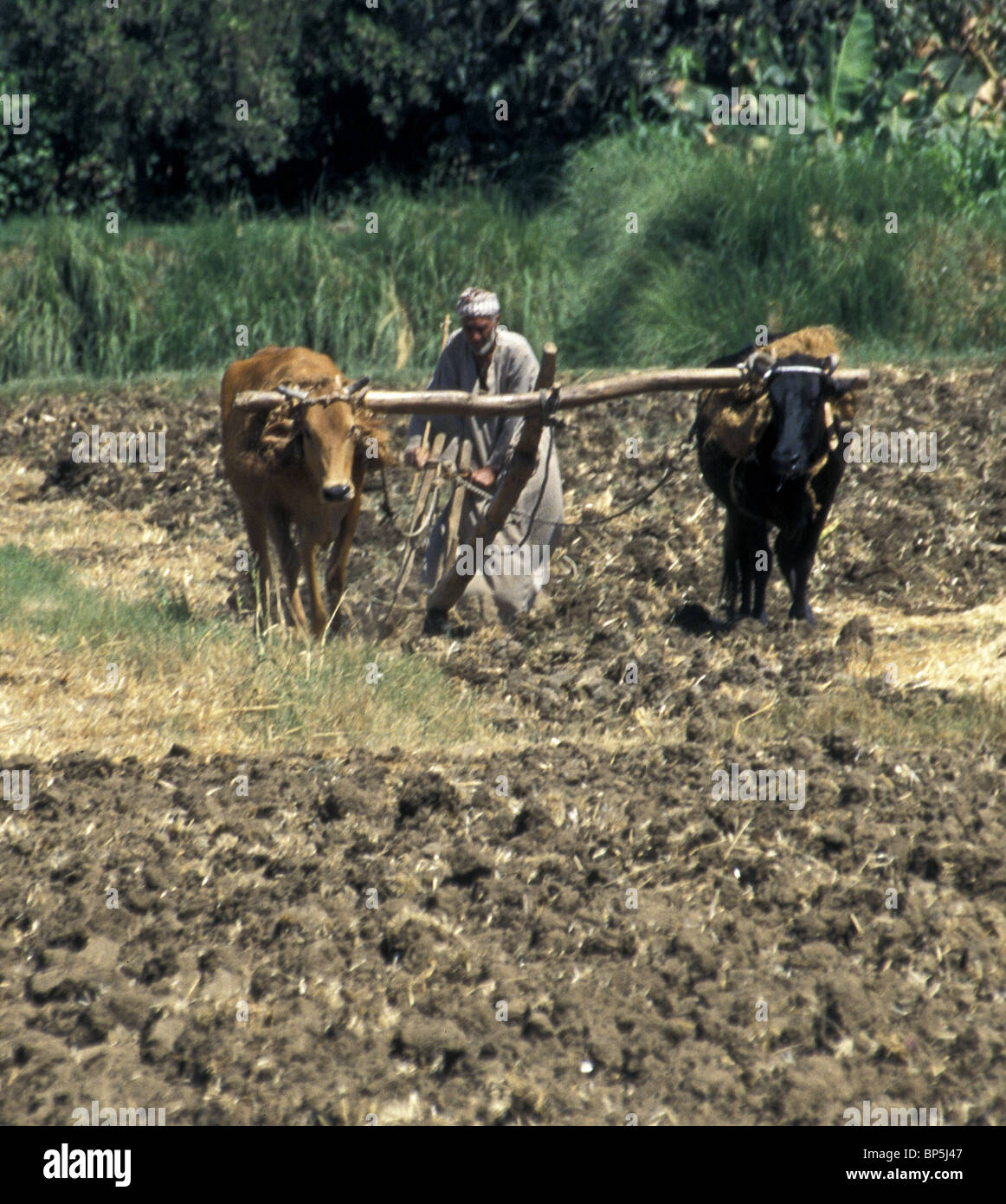 3543. PLOWING WITH A WOODEN PLOW PULLED BY A PAIR OF BULLS IN THE NILE ...
