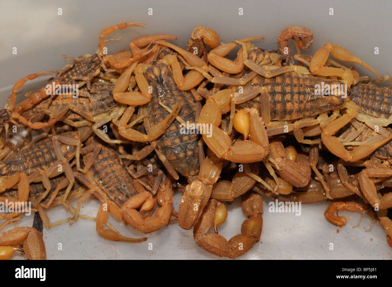 scorpions (Mesobuthus gibbosus, Scorpiones), collected scorpions in a ...