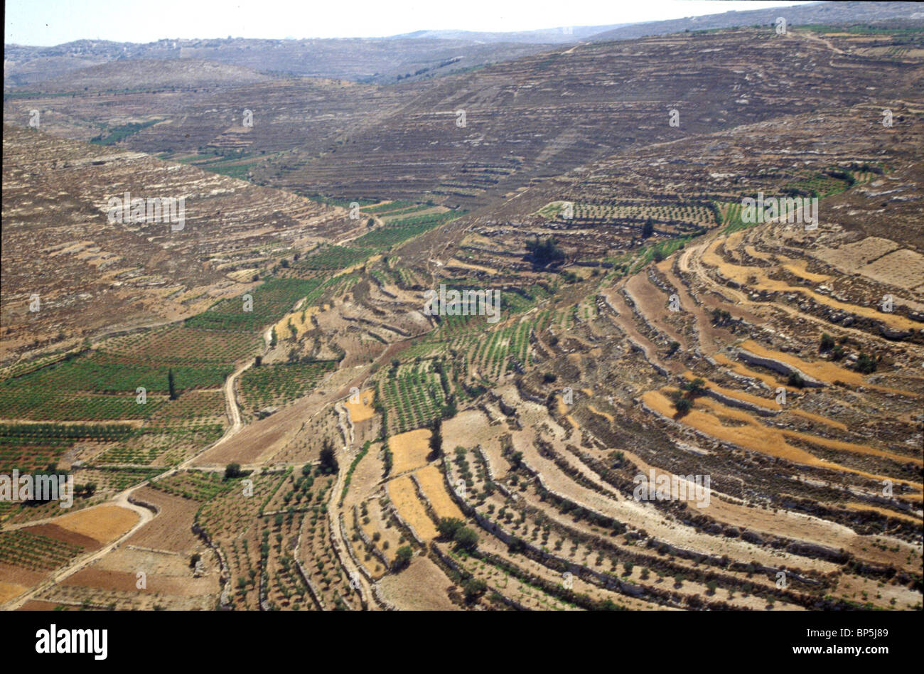 3656. JUDEA - COUNTRYSIDE BETWEEN BETLECHEM AND HEBRON WITH ARAB ...