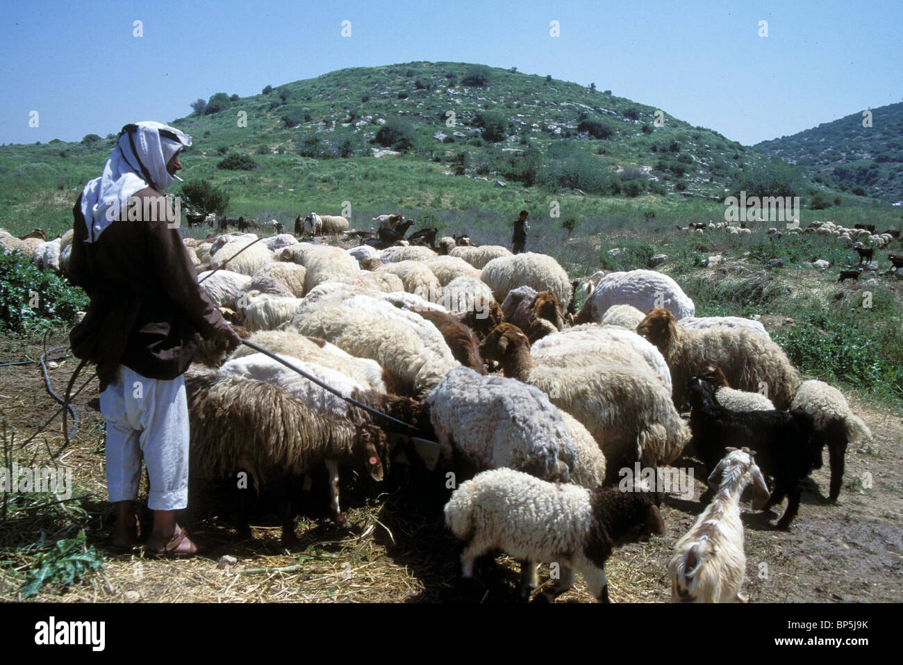 Judea shepherd hi-res stock photography and images - Alamy