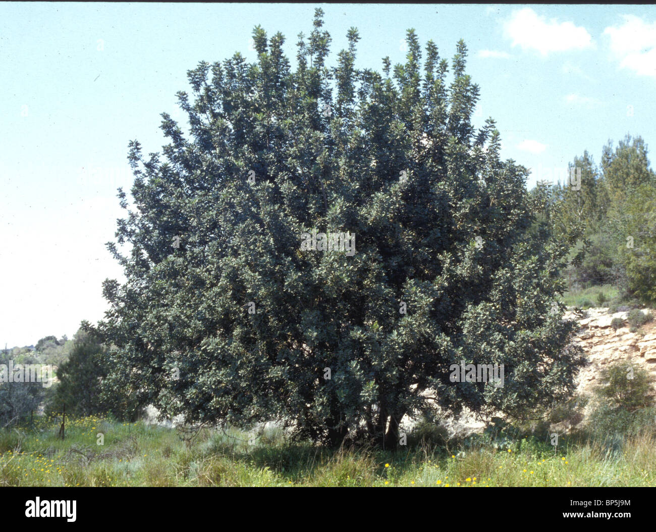 CAROB (CERATONIA SILIQUA) - TREE GROWING IN THE LOWLANDS OF ISRAEL. IT ...