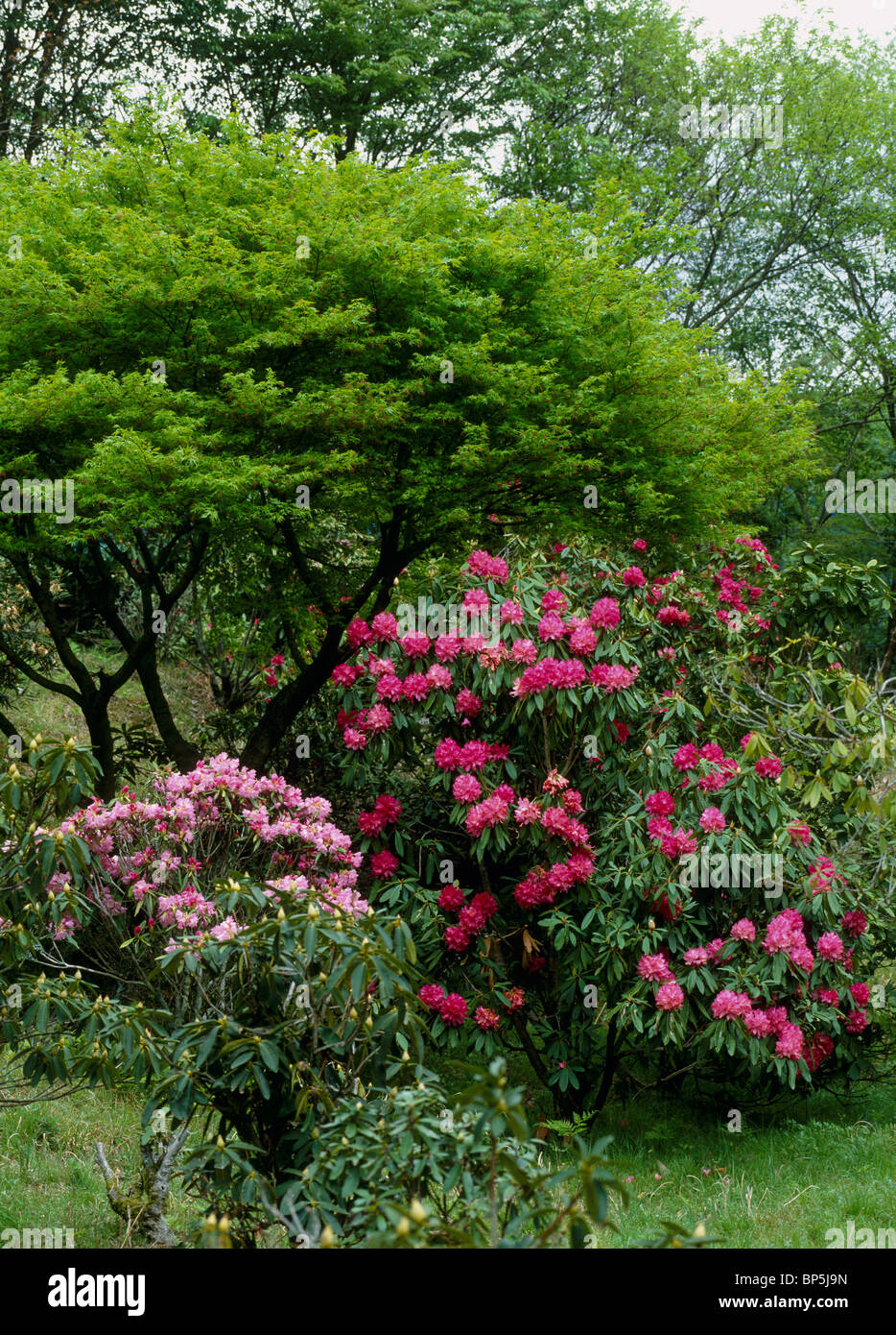 Nara plant hi-res stock photography and images - Alamy