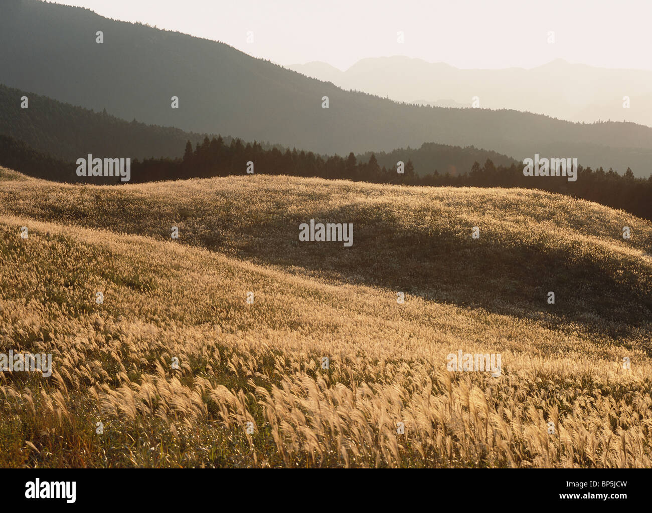 Uda image hi-res stock photography and images - Alamy