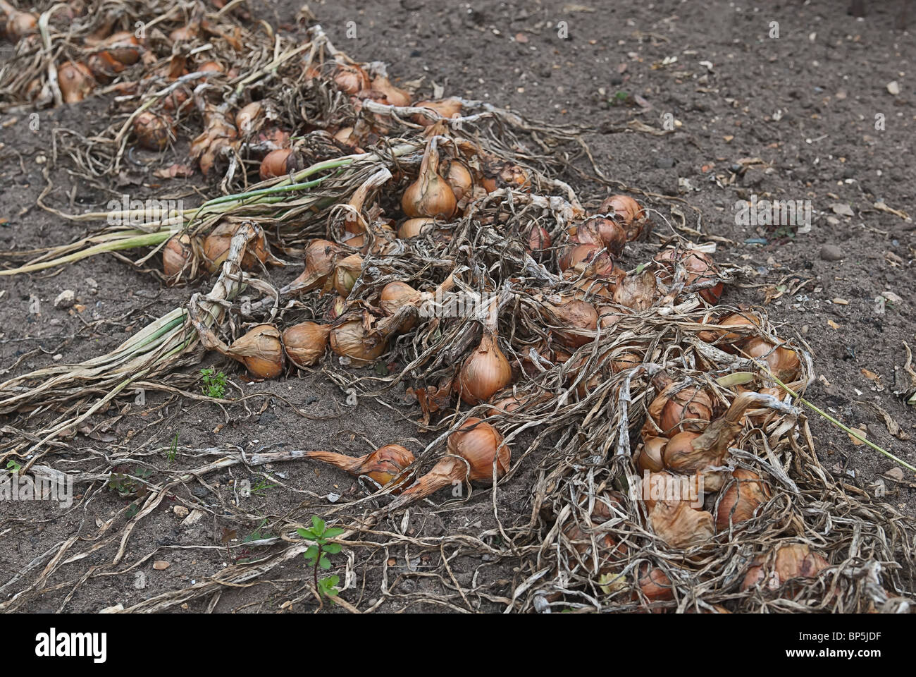 Onions- Allium spp Stock Photo - Alamy