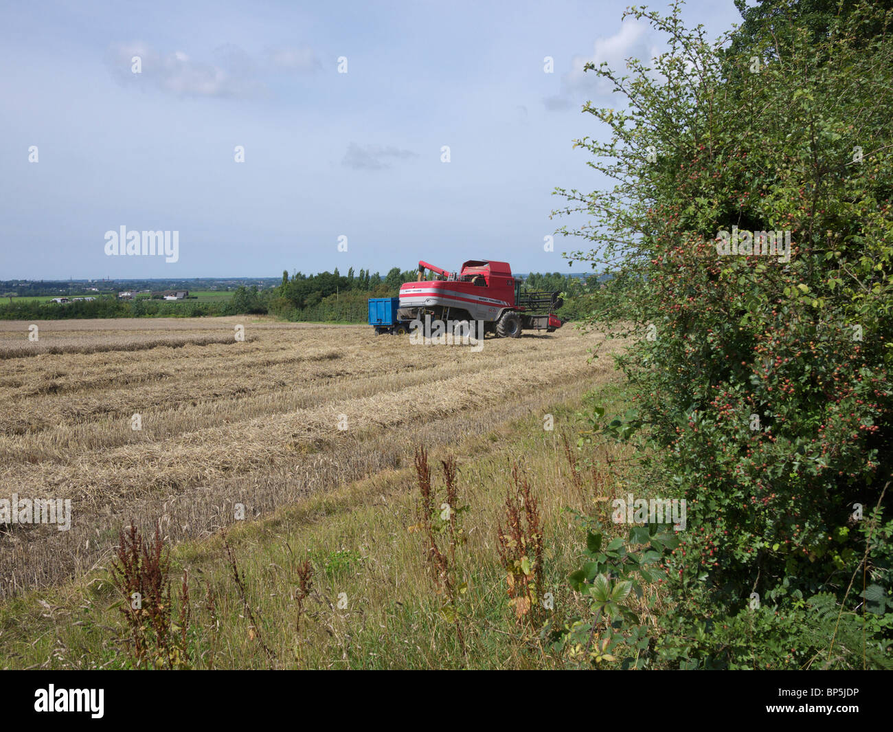 Combine harvester loading wheat into a container, West Lancashire ...