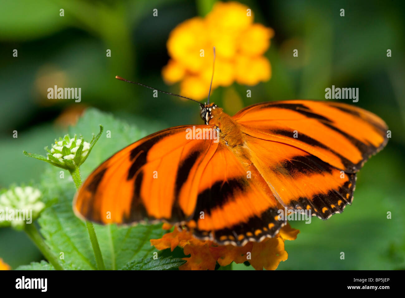 Banded Orange Heliconian Tiger butterfly (Dryadula Phaetusa Stock Photo ...