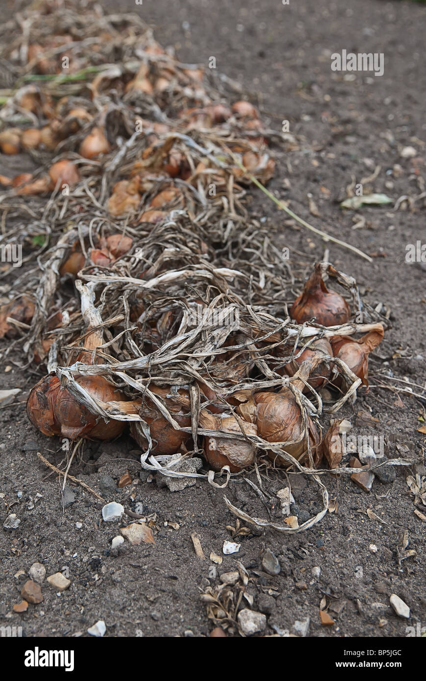 Onions- Allium spp Stock Photo - Alamy