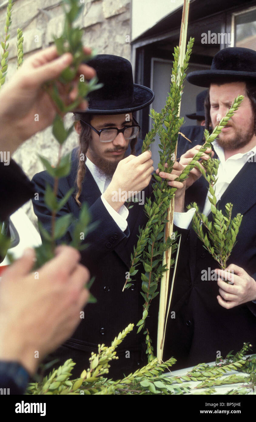 The four species are bought carefuly for any faults hi-res stock ...