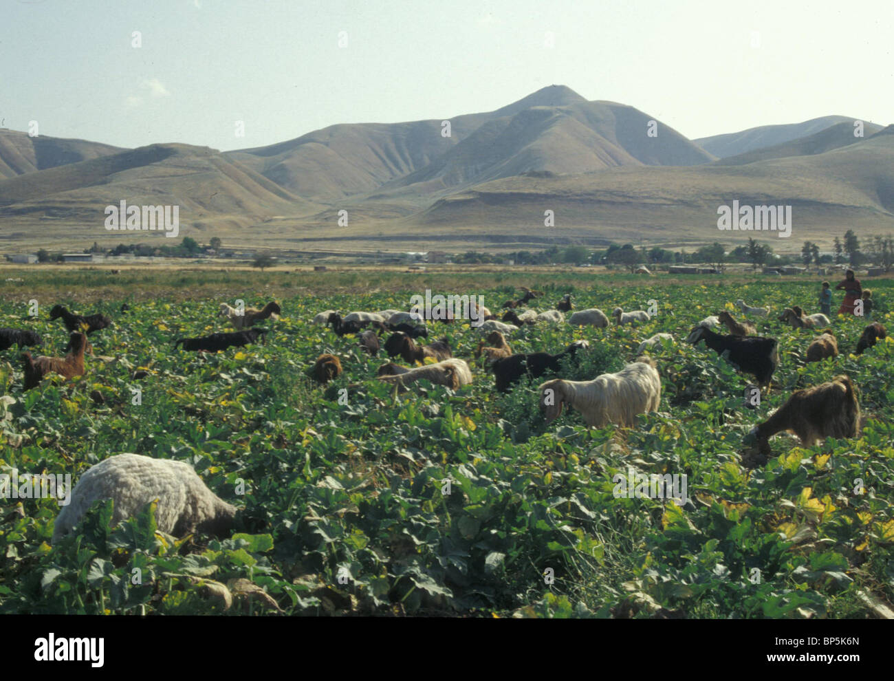 4670. THE JORDAN VALLEY Stock Photo - Alamy