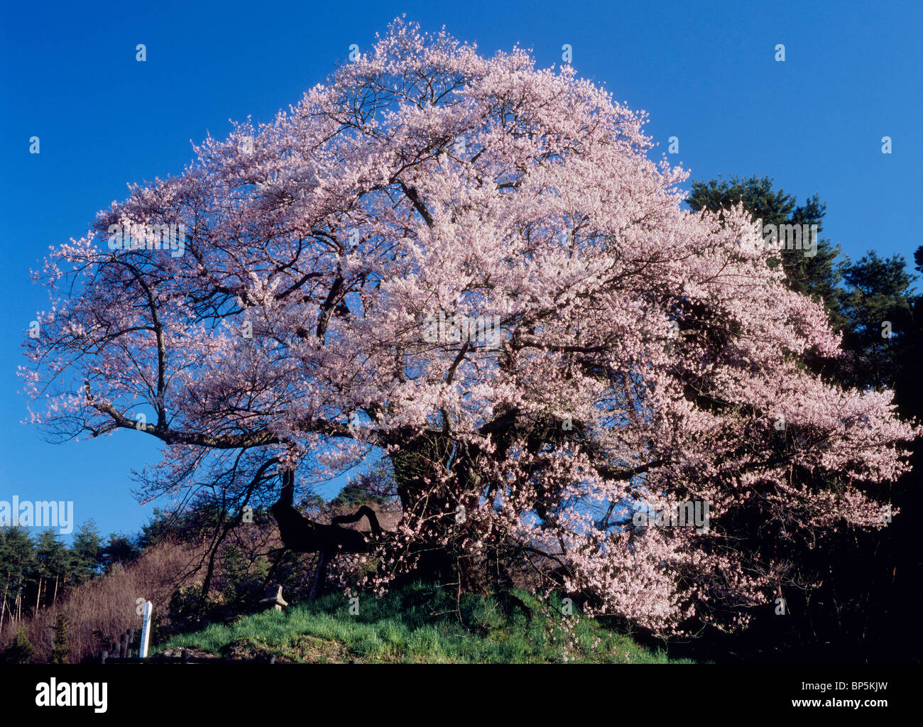 Cherry Blossoms of Hocchi, Numata, Gunma, Japan Stock Photo - Alamy