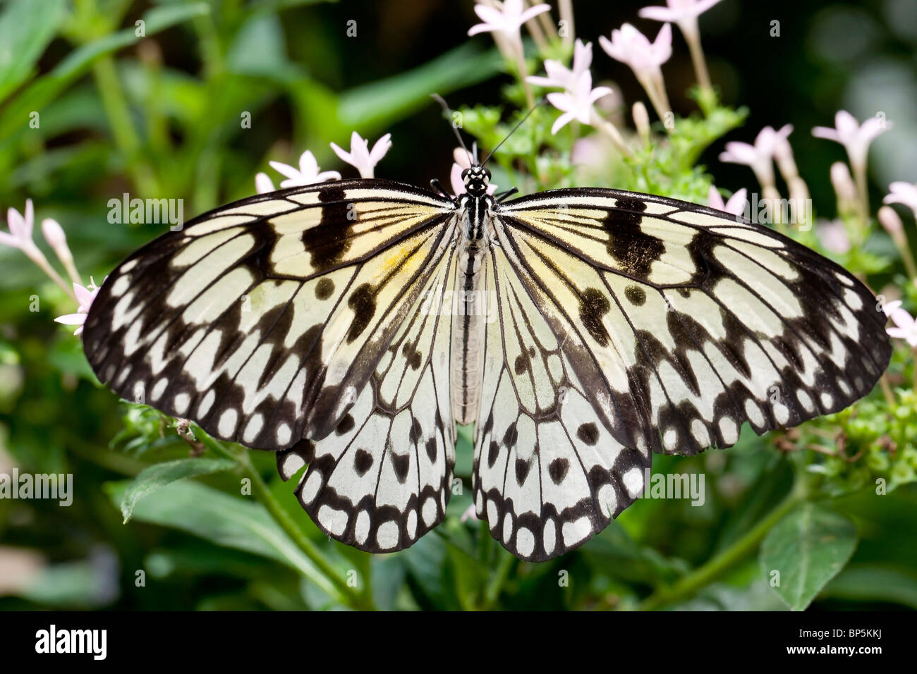 Paper Kite Rice Paper butterfly (Idea leuconoe Stock Photo - Alamy