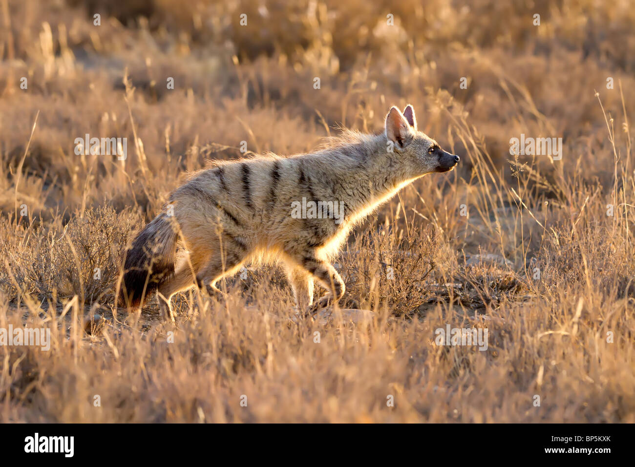 Aardwolf hi-res stock photography and images - Alamy