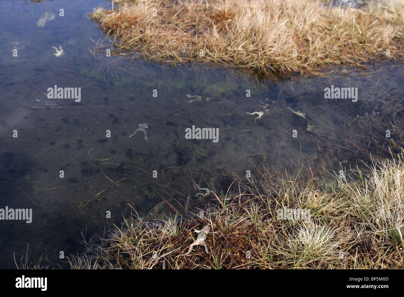 Dead frogs in a pond high on a Scottish hillside Stock Photo - Alamy