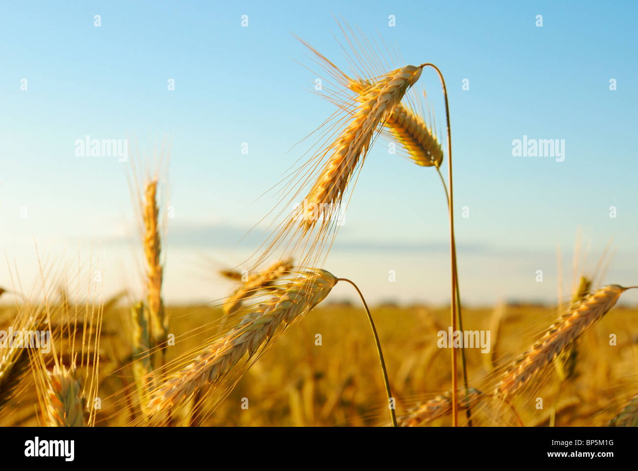 Agriculture horizontal hi-res stock photography and images - Alamy