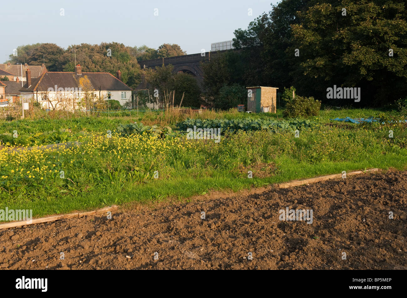 Freshly dug soil on an allotment plot with overgrown plot, a wooden ...