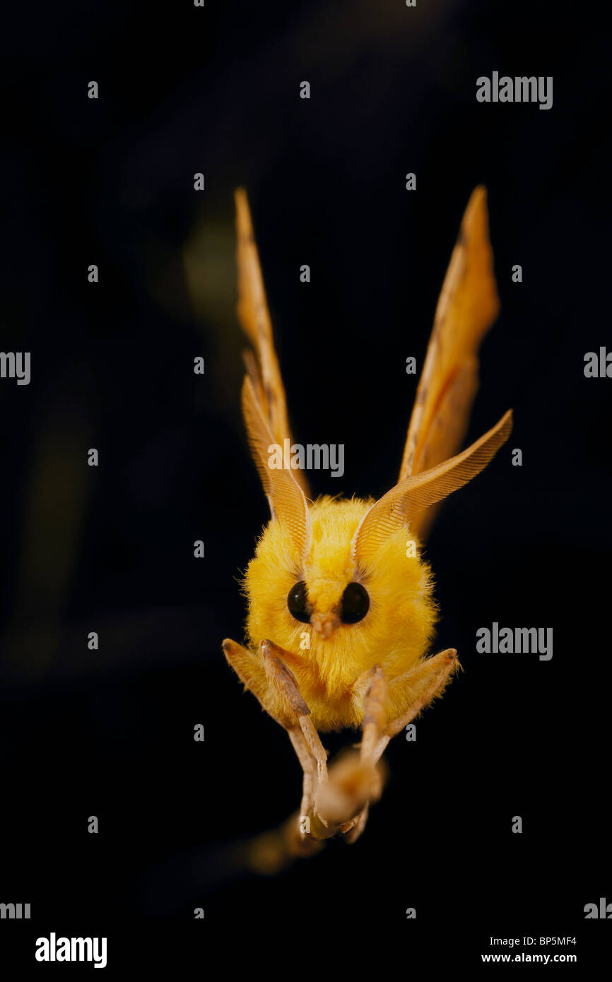 Canary Shouldered Thorn, Ennomos alniaria moth, Crowle Moor nature ...